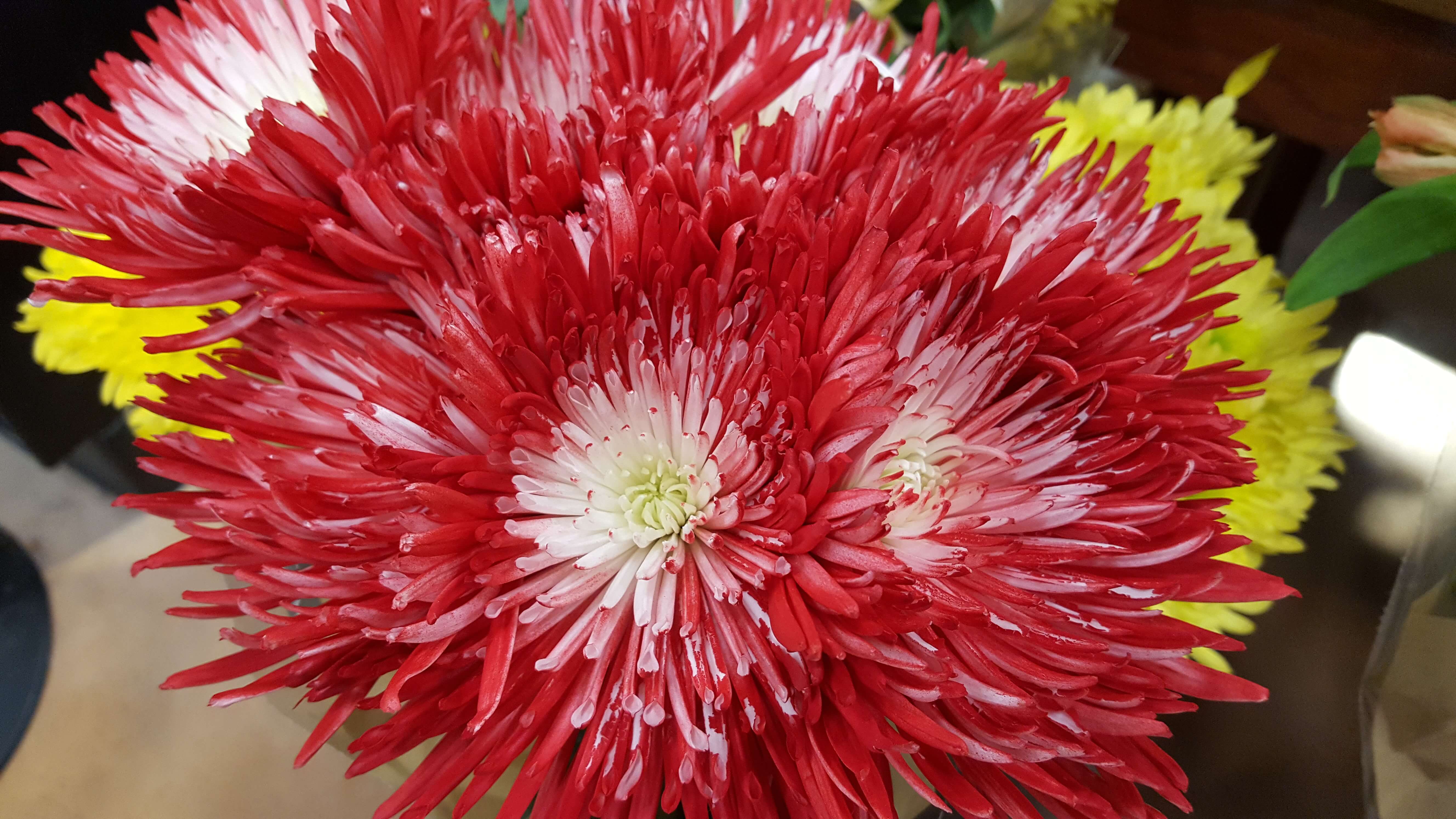 A very valuable Valentine with love - Contagious joy...Catch it!